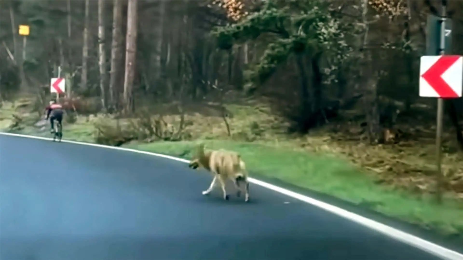 Tesla Protegeu Ciclista De Ataque De Um Lobo Na Romênia - IPVA Consulta